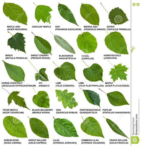 Green Leaves Of Trees And Shrubs With Names