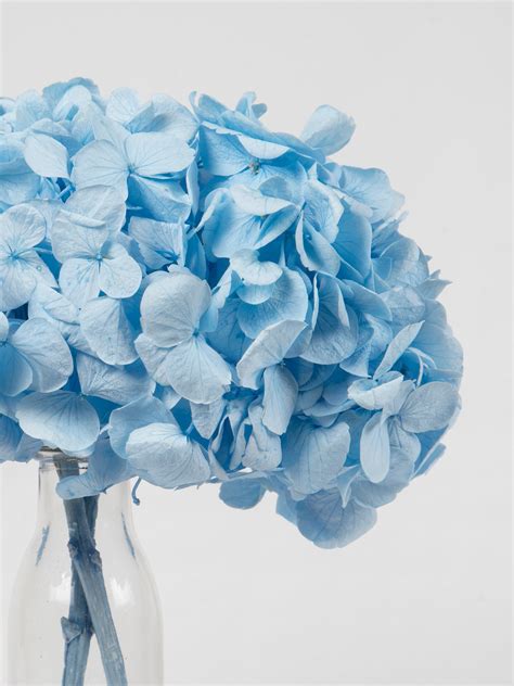 Гортензія широколиста стабілізована на гілці Verdissimo Hrt 0630 блакитна купити за ціною 1299