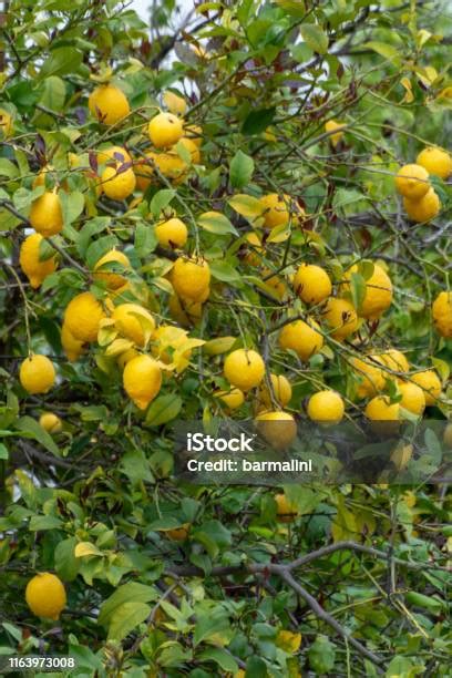 잘 익은 노란색 레몬 비에 물 방울나무에 매달려 열대 감귤류 0명에 대한 스톡 사진 및 기타 이미지 0명 감귤류 과일 계절 Istock