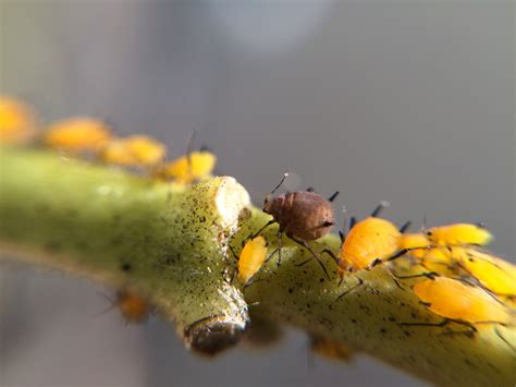 Dancing Aphids Steven E F Brown
