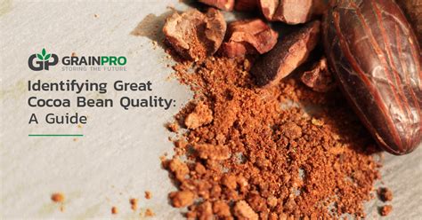 Identifying Great Quality In Cocoa Beans A Guide