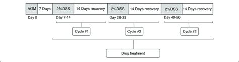 Aom Dss Model Construction Cycle Download Scientific Diagram
