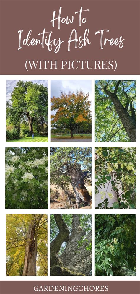How To Identify Ash Trees With Pictures In 2024 Ash Tree Types Of Ash Trees Garden