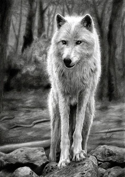 40 Beautiful Pencil Drawing Pictures Of Animals