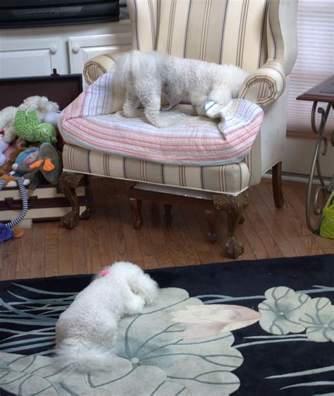 Silvieon The Chewie SAGA