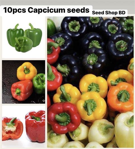 Imported Mixed Capcicum Seedsconfirm Germinated 10pcs Bd