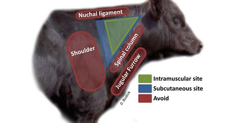 Remember Your Bqa Ps And Qs