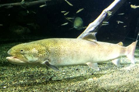 【日本三大怪魚】日本にもいる！巨大魚と呼ばれる魚たち