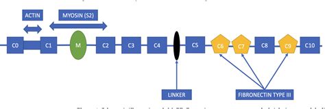 Figure 1 From An Update On Mybpc3 Gene Mutation In Hypertrophic