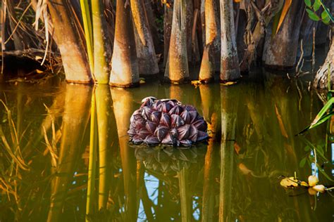 Buah Nipa Palm Atau Golpata Foto Stok Unduh Gambar Sekarang