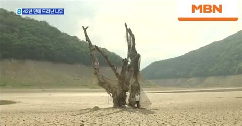 최악의 가뭄 사태 42년 만에 나타난 성황당나무