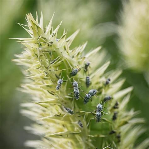Mszyce Na Juce Skuteczna Mieszanka