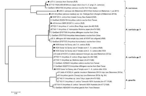 Phylotree From Mega5 Program Maximum Likelihood Defaults Sample Codes Download Scientific
