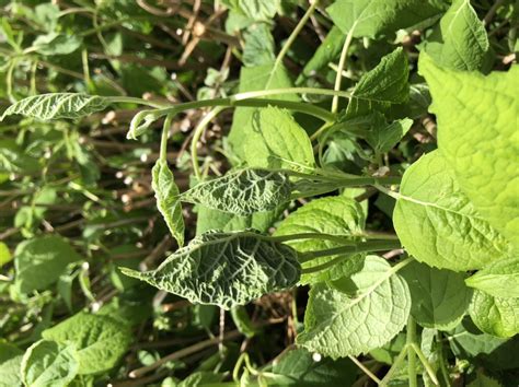 How To Identify And Treat Hydrangea Diseases Gardeners Path