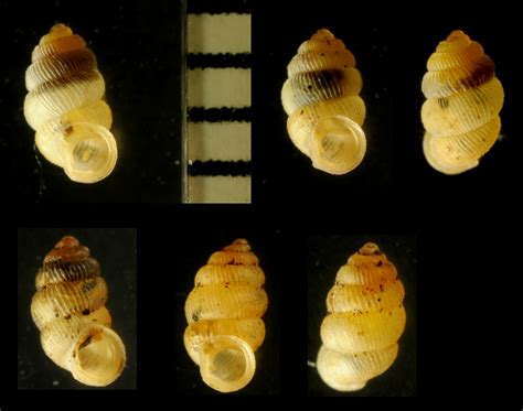 Microshells Diplommatina uzenensis ウゼンゴマガイ 羽前胡麻貝