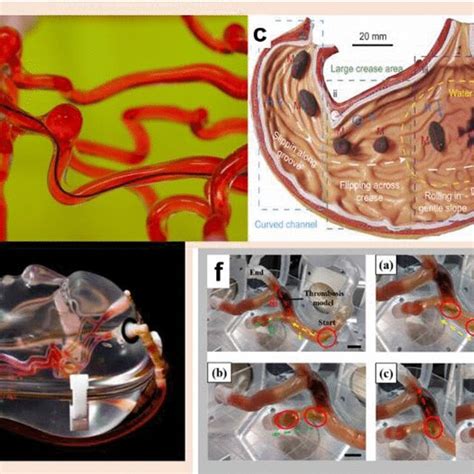 A A Magnetic Flexible Endoscope Using An External Permanent Magnet Download Scientific Diagram