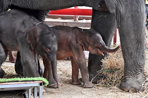 Rare Miracle Elephant Twins Born In Thailand Abc News