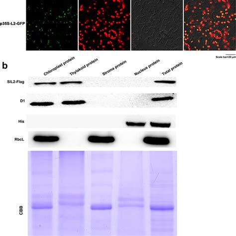 Subcellular Localization Of Sll2 A Sll2gfp Fusion Protein Was