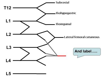 Cant Miss Takeaways Of Tips About How To Draw Lumbosacral Plexus Householdother
