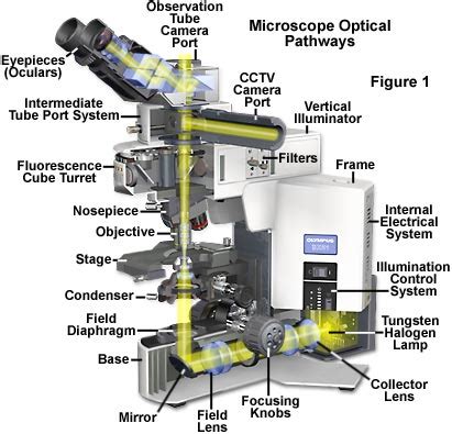 Molecular Expressions Microscopy Primer Anatomy Of The Microscope