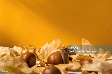 도토리와 마른 노란색 참나무 잎이 노란 벽에 닿아 그림자가 닫힙니다 0명에 대한 스톡 사진 및 기타 이미지 0명 10월 가을 Istock