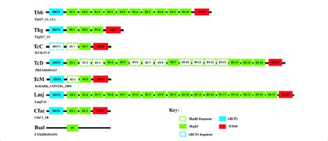 syntenic analysis of the gene arrangement of the hsp83 genes in t