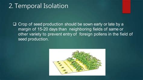 Isolation Distance And Its Importance In Seed Production Pptx