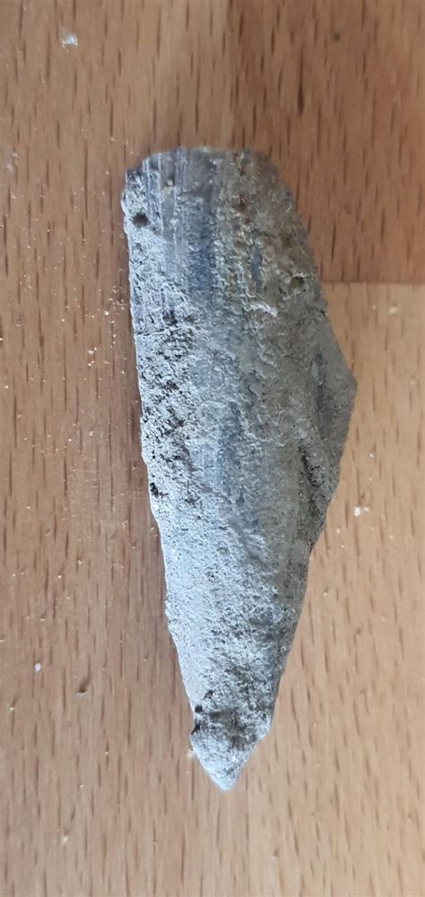 Interesting Shell Found On Osmington Beach Rfossils