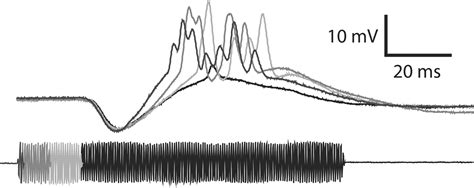 Midbrain Auditory Neurons Integrate Excitation And Inhibition To Generate Duration Selectivity