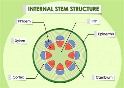 Activity Cut Section Of The Stem And Root Lesson Science State Board Class