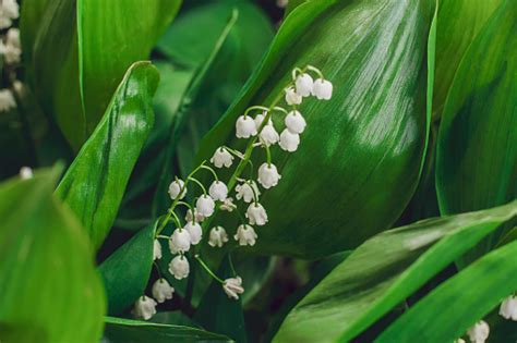 계곡의 아름다운 꽃 백합과 본격적인 신뢰할 수있는 자연 배경 계곡에 대한 스톡 사진 및 기타 이미지 계곡 계절 꽃 나무 Istock