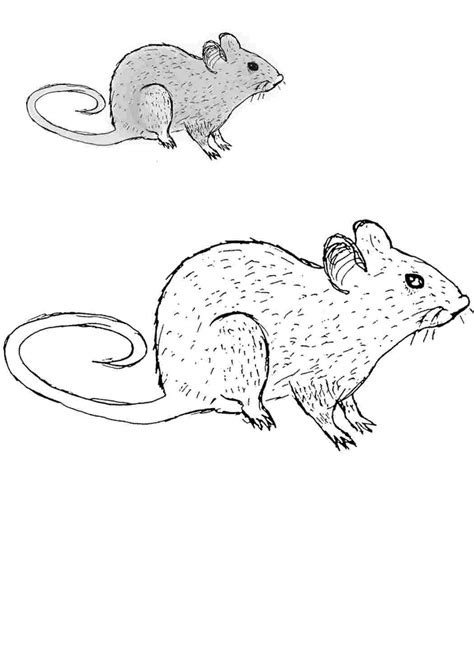 Раскраска раскраска мышь Красивые раскраски Мышь раскраска с образцом разукрашивания