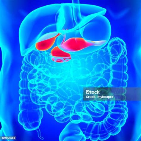 담낭 인간 소화 시스템 해부학 용 의료 개념 3d 췌장에 대한 스톡 사진 및 기타 이미지 췌장 3차원 형태 결장 Istock