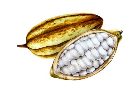 열린 코코아 포드 과일을 가진 수채화 구성 손으로 그린 반 카카오 Beens 현실적인 유기 Superfood 그림 흰색 배경에 고립되어 있습니다 디자이너 포장 디자인 메뉴