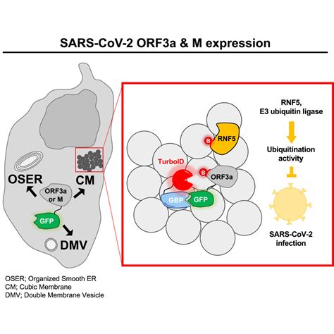 Super Resolution Proximity Labeling Reveals Anti Viral Protein Network And Its Structural