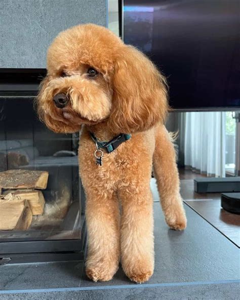 16 Best Cavapoo Haircuts With Pictures 2026 Updated