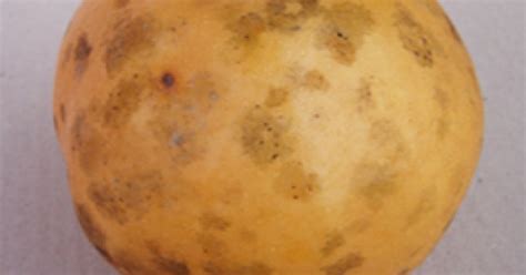 배 과원 석회유황합제 뿌려 초기 병원균 잡으세요