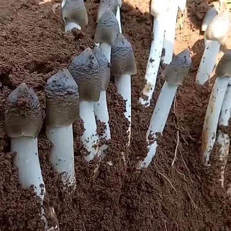 菌菇包种植图片步骤 种植图片 小辣椒种植图片 大山谷图库