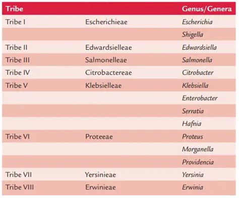 Coliform Bacteria Definition Classification Examples Biology