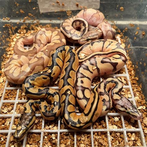 Tornado X Dg Combo Ball Pythons Morphmarket Reptile Community