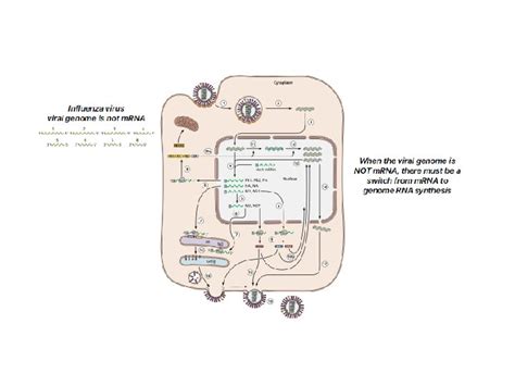 Lecture RNA Directed RNA Synthesis Some RNA