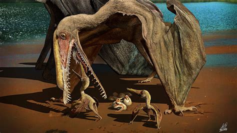 Pterosaurs Fossil