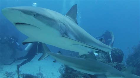 Cubas Resort Shark Are There Shark Sightings In Cuba