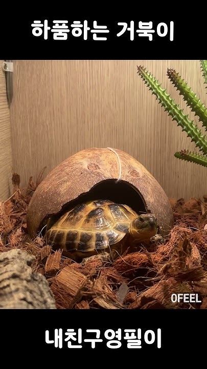 [호스필드 육지거북이] 하품 크게하는 거북이 Youtube