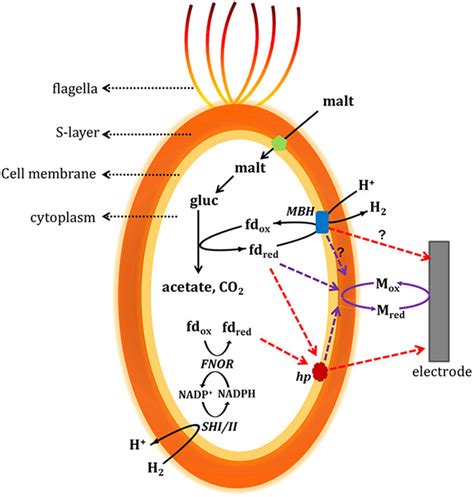 Pyrococcus Furiosus