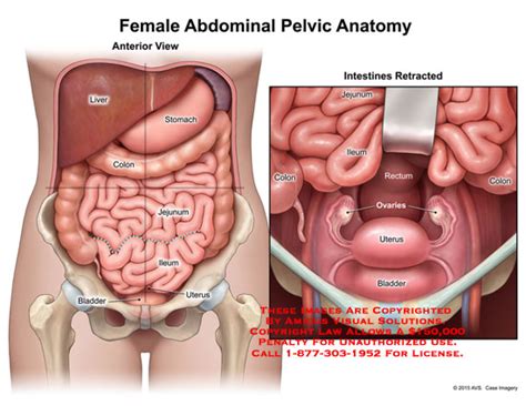 Medical Exhibits Demonstrative Aids Illustrations And Models