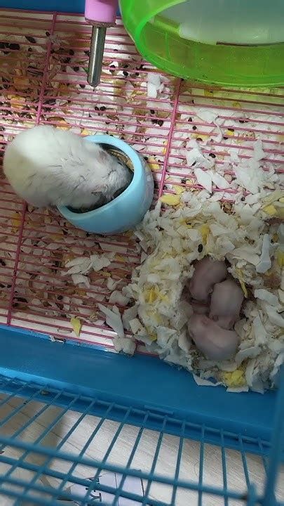 햄스터 새끼 출산 1 Youtube