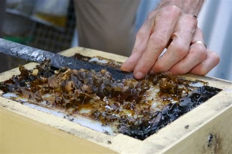 Urban Stingless Beehive Harvesting And Splitting Milkwood