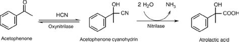Enzymatic Synthesis Of 2 Hydroxy 2 Phenylpropionic Acid Atrolactic Download Scientific Diagram