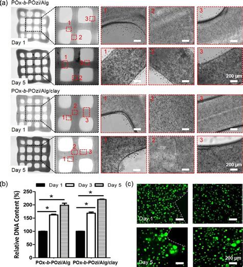 Cell Nih 3t3 Fibroblasts Distribution Proliferation And Viability Download Scientific